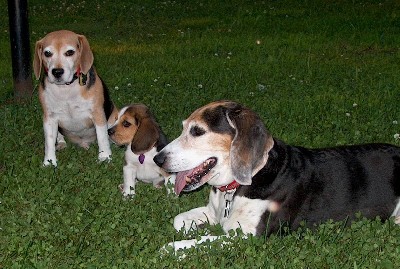 Beagles at Random Walk Farm